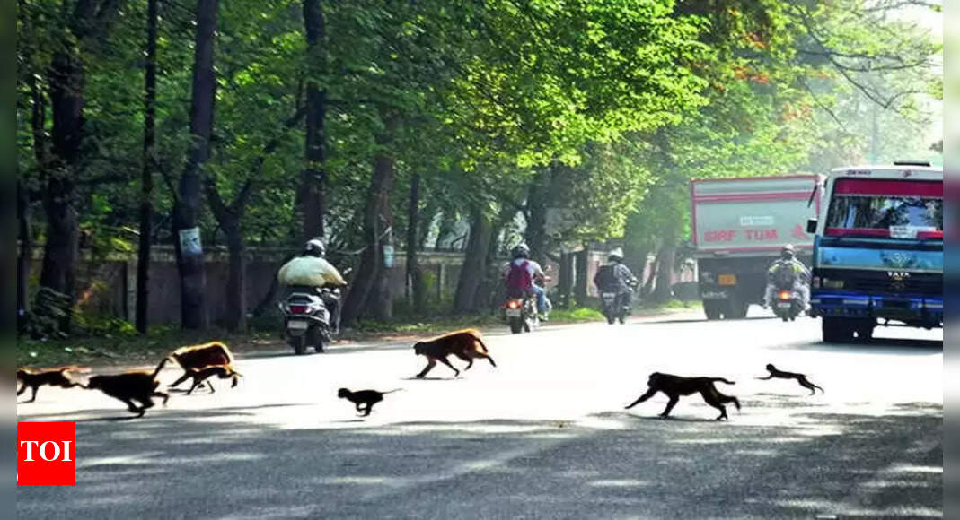 'Monkey menace in Doon taking dangerous turn' | Dehradun News - Times ...