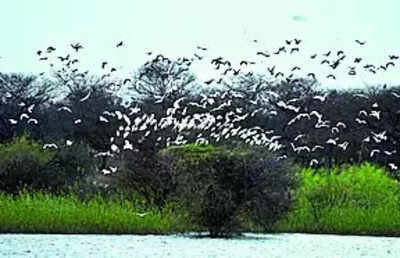 Karaivetti Sanctuary: Officials Upbeat Over Ramsar Tag For Karaivetti ...