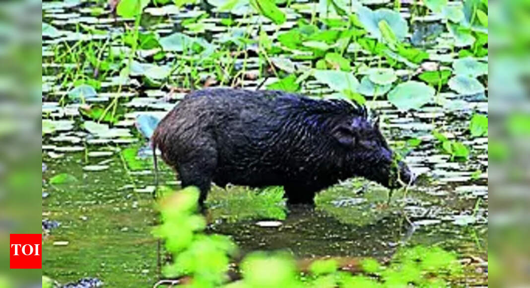 Wild Boars: Wild Boars Damage Crops in Kendrapada: Farmers Demand ...