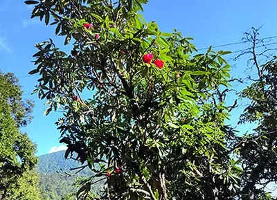 Buransh Blooms: Buransh Blooms Before Time - Climate Change and ...