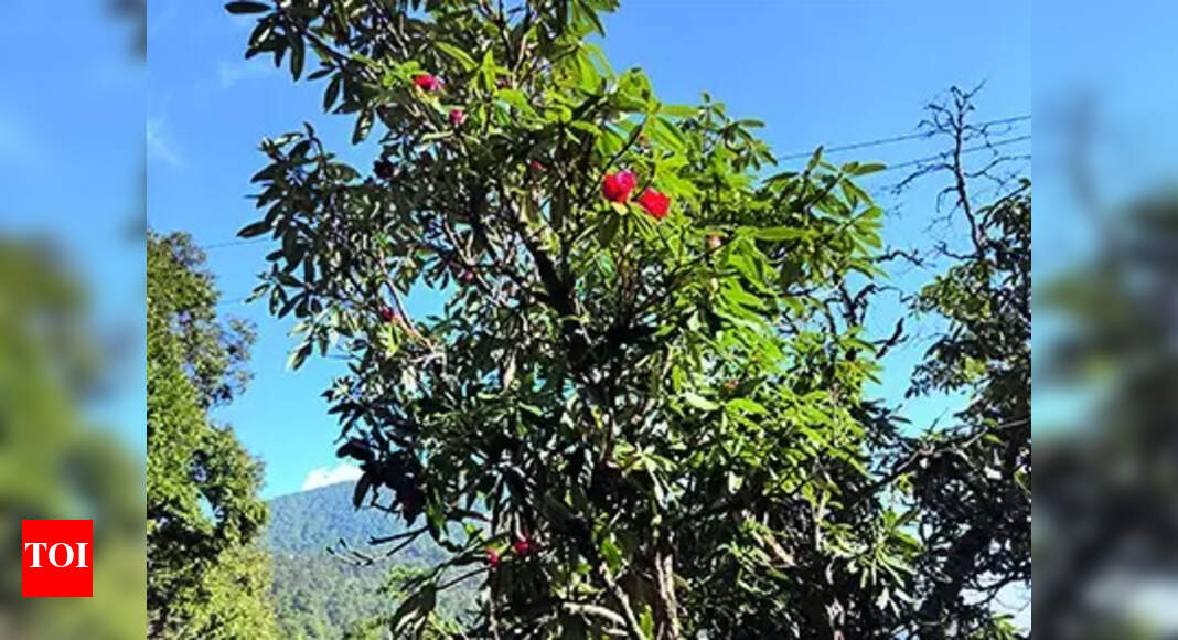 Buransh Blooms: Buransh Blooms Before Time - Climate Change and ...