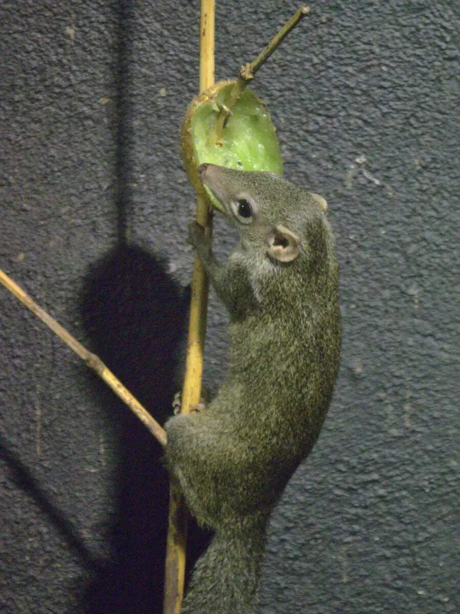Treeshrew and pitcher plant, nature's call to mutualism | Times of India