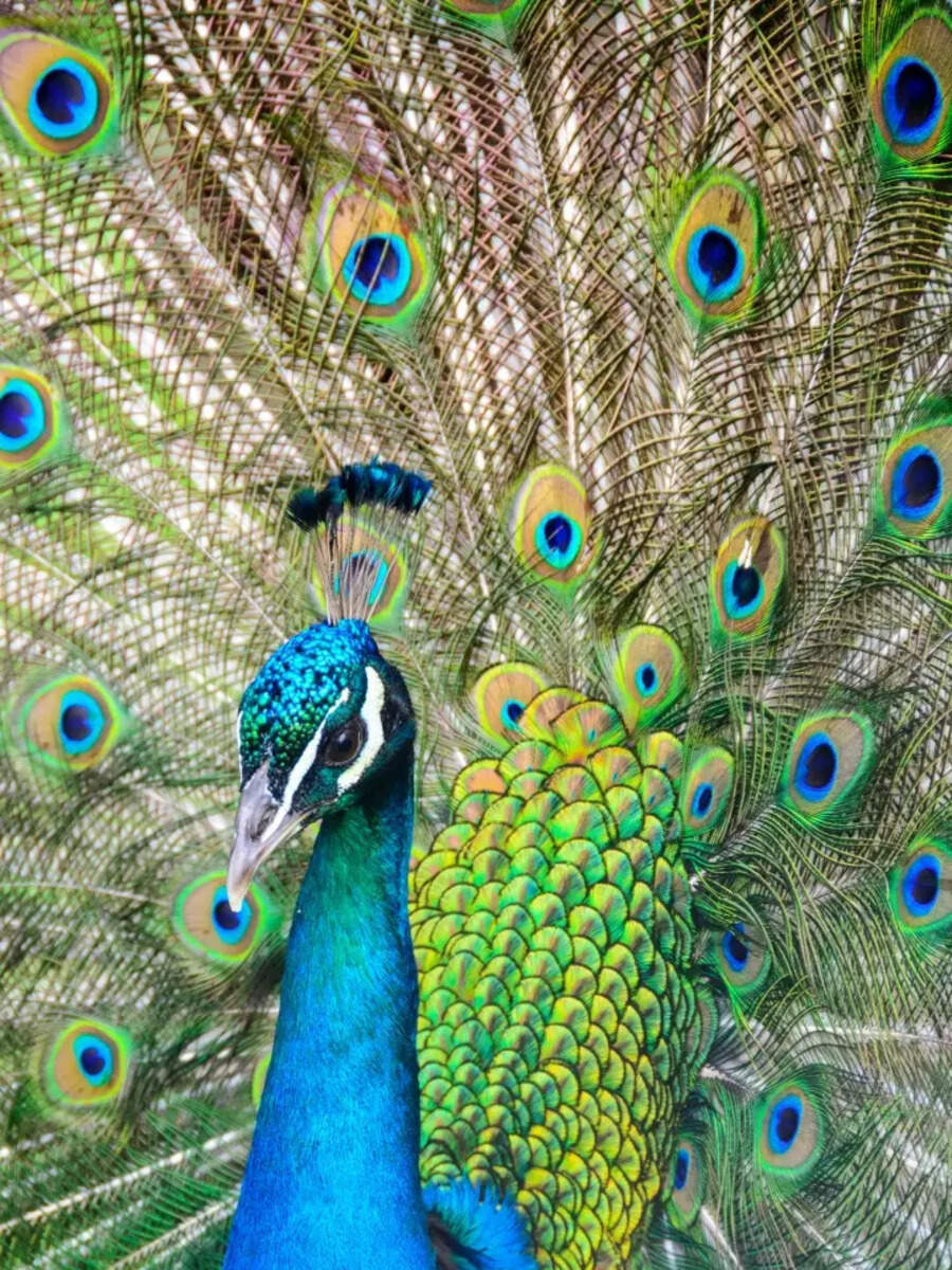 11 stunning blue-coloured creatures on our planet | Times of India