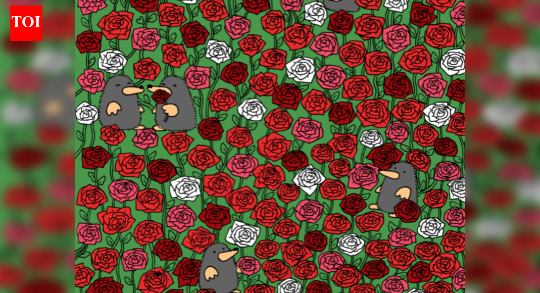 Hawk-eye challenge for you: Spot three hidden hearts amongst the red ...