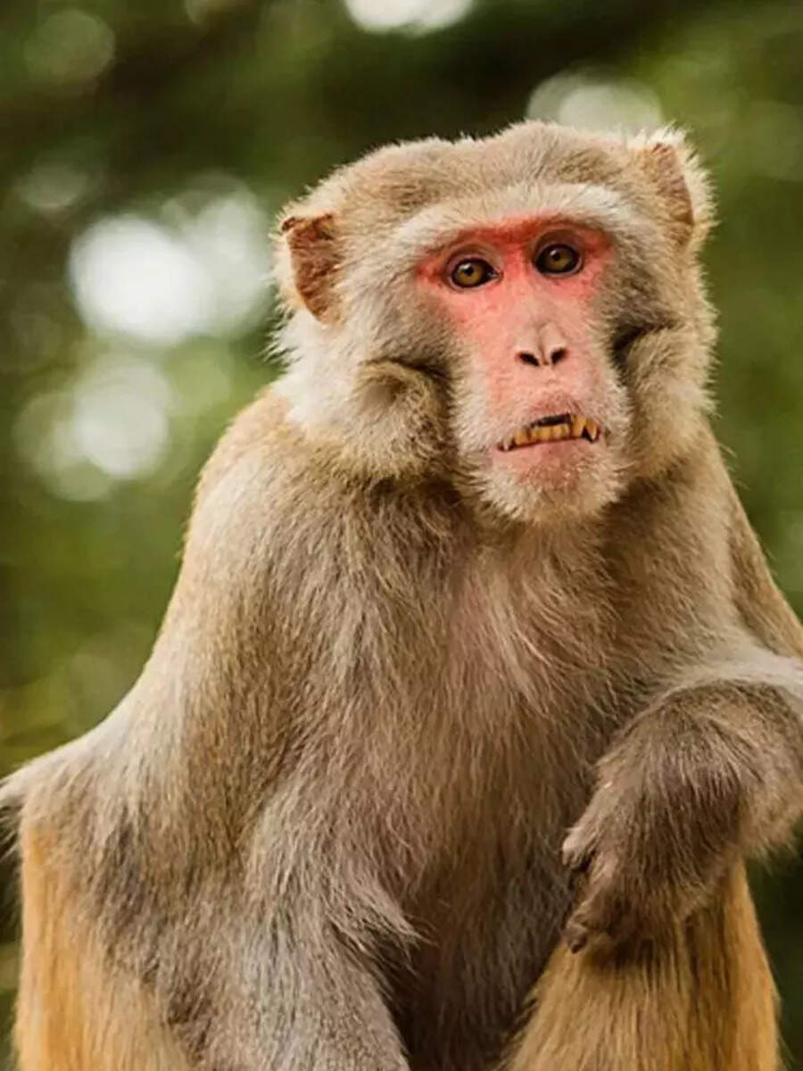 माकड किती वर्षे जगते ? - what is lifespan of monkey what is age of ...