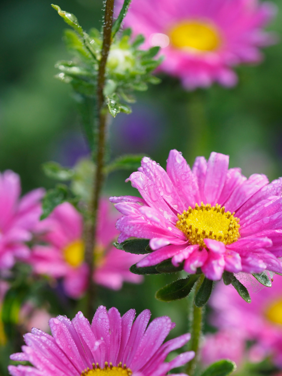 7 Most Bizarre Flowers in the World: Bladderwort, Parrot Flower, Purple ...