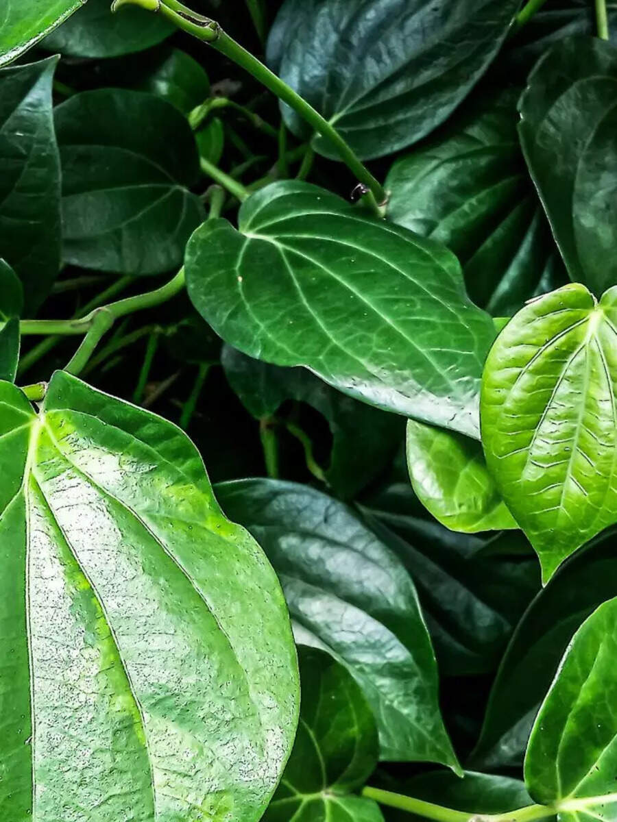 8 benefits of eating betel leaves | Times of India