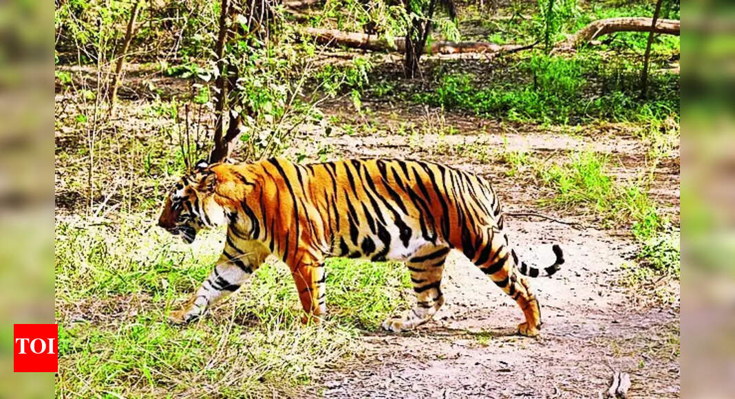 Tiger: Infection in Blood Led to Death of Ludhiana Tiger in Safari ...