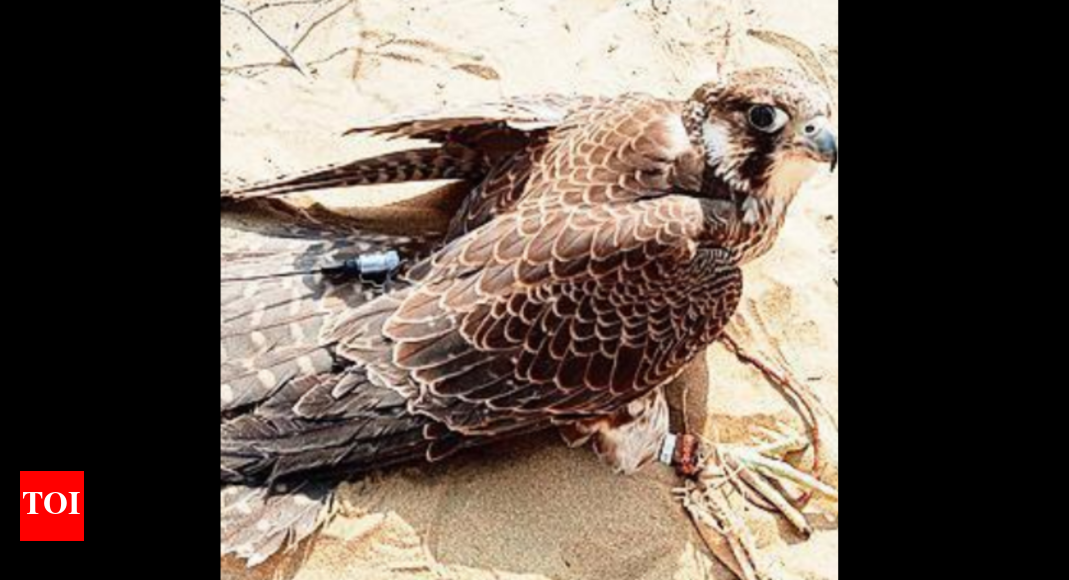 Falcon with GPS News: BSF captures falcon fitted with GPS on Indo-Pak ...