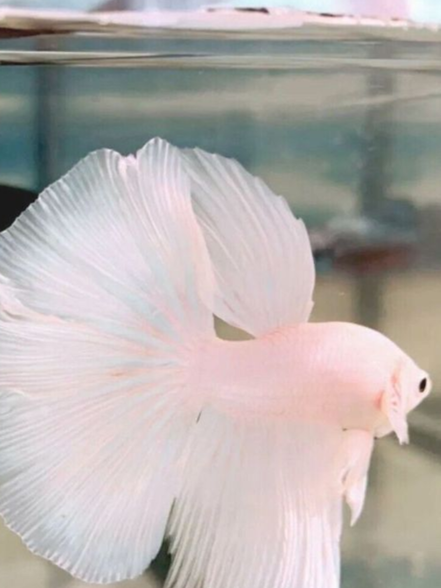 White Freshwater Aquarium Fish | Times Now