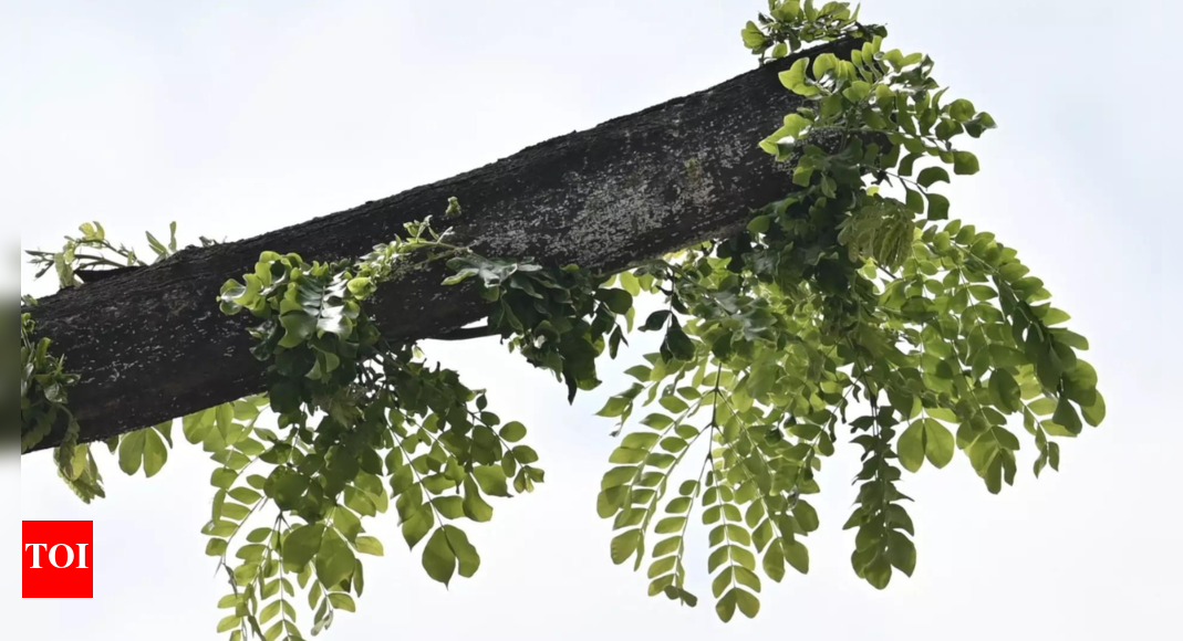 Citizens rally against Sadhu Vaswani Bridge plans, demand preservation ...