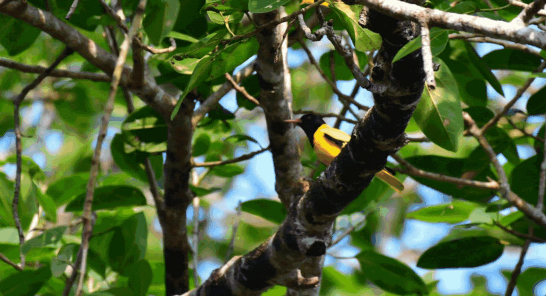 Manipal Bird Day: 131 species recorded | Bengaluru News - Times of India
