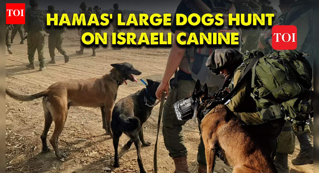 Hamas' 'large dogs' dominate! Israel will bolster its combat ...