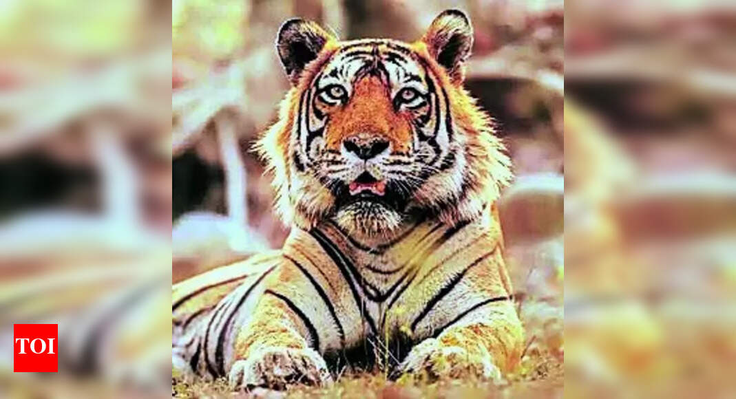 Telangana Wildlife Board Oks Kawal Tiger Conservation Zone | Hyderabad ...