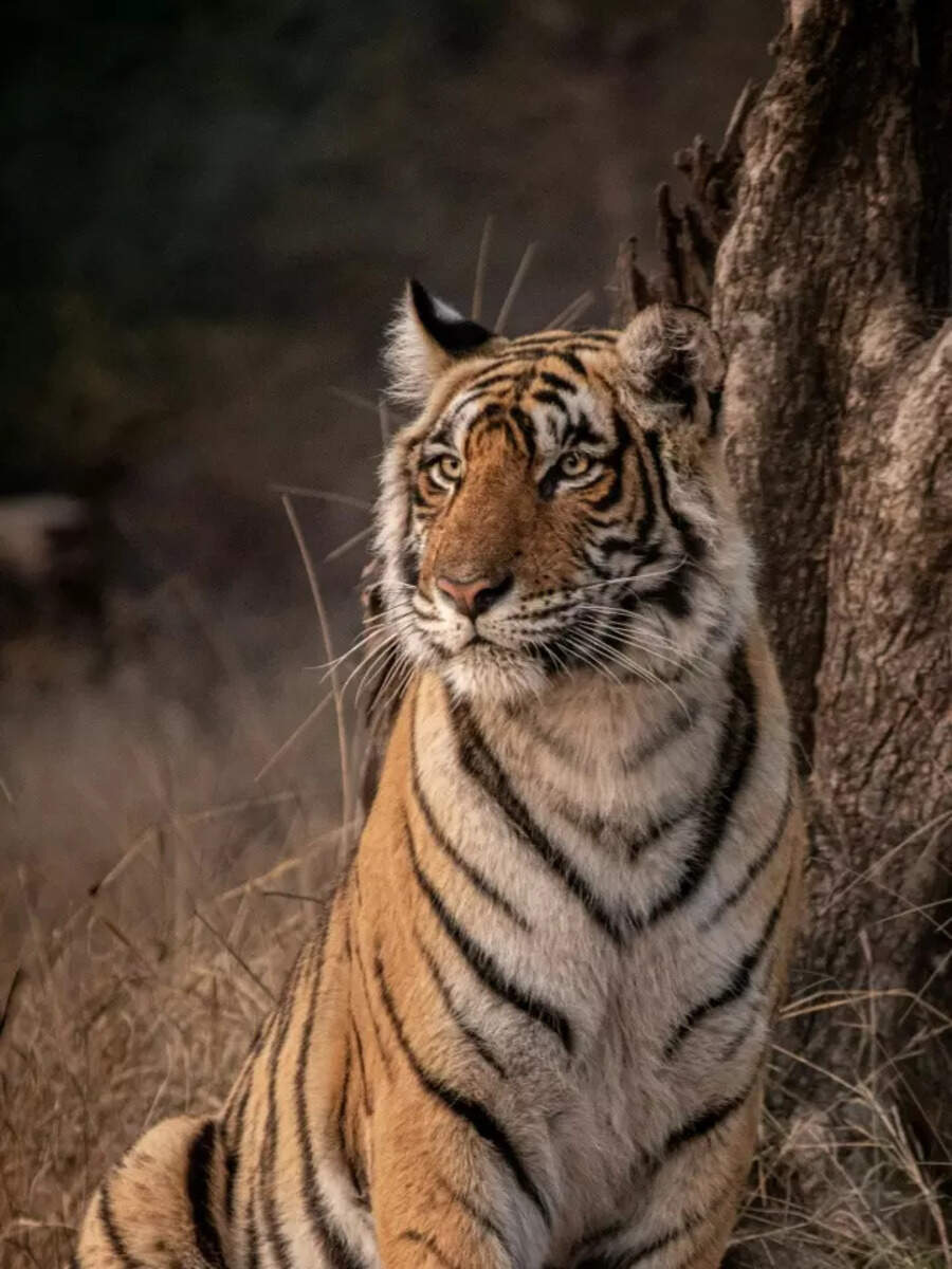 10 common animals that are now endangered | Times of India