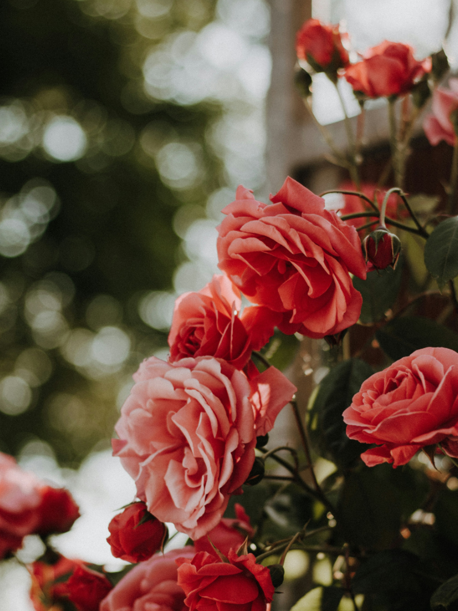 Rose Day: 7 Different Colour of Roses: red rose, pink rose, white rose ...