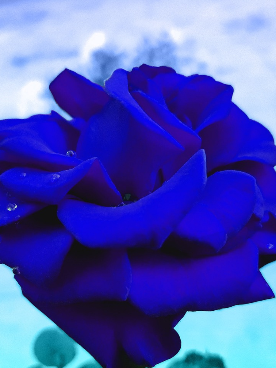 7 Rare and Unusual Types Of Roses | Times Now