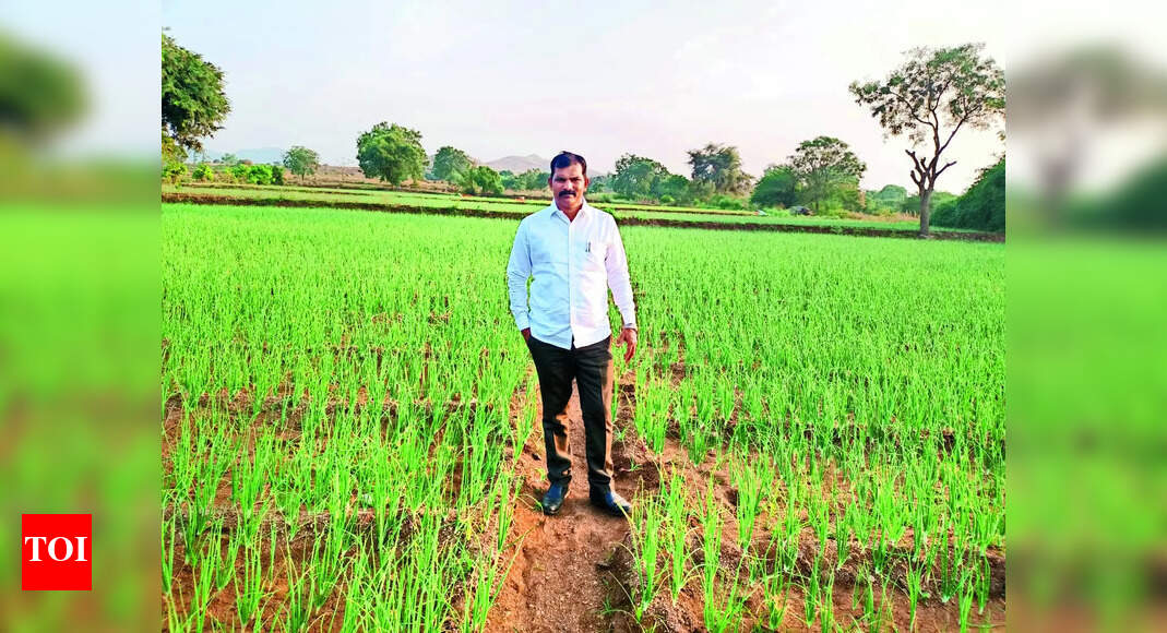 Onion Plantations: Central Team Assesses Summer Onion Plantations in Nashik District | Nashik ...