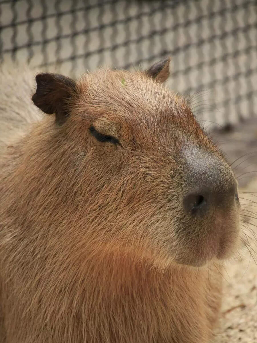 Why is Capybara considered the cutest wild animal? | Times of India