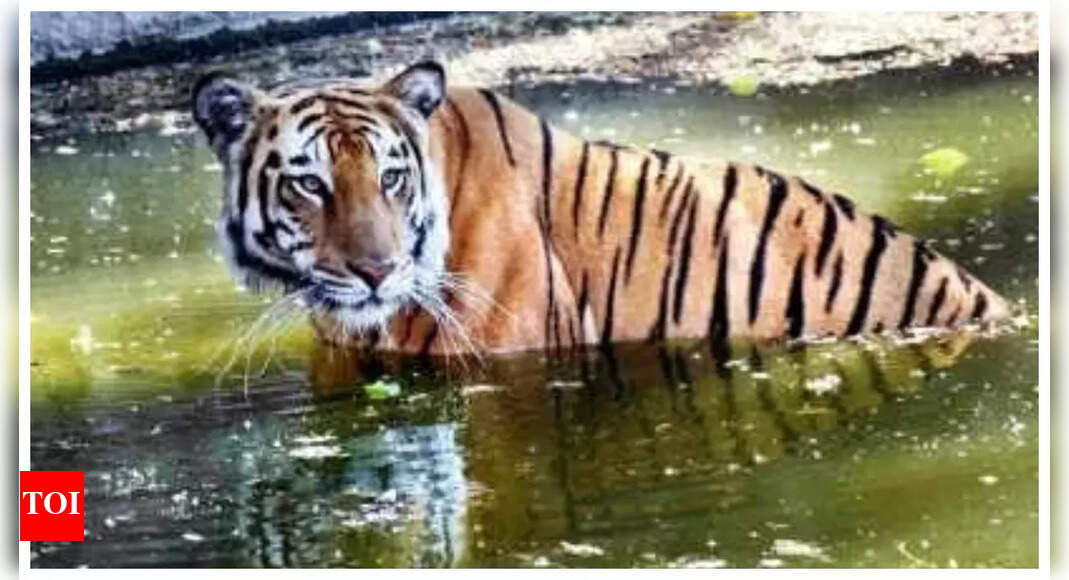 Royal Bengal Tiger Found Dead in Similipal - Latest News | India News ...