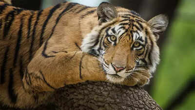 Pregnant Ranthambore Tiger Dies: Devastating Loss for Ranthambore ...