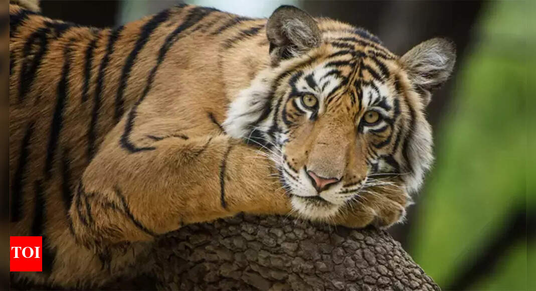 Pregnant Ranthambore Tiger Dies: Devastating Loss for Ranthambore ...