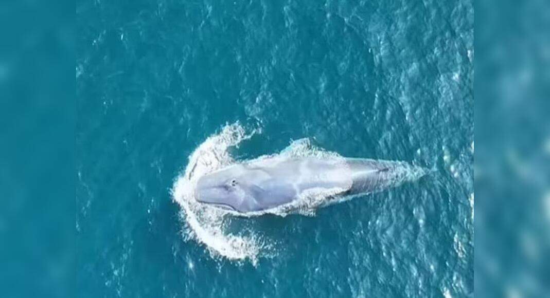 World Rarest Whale: World’s rarest all-white Omura’s whale spotted off ...