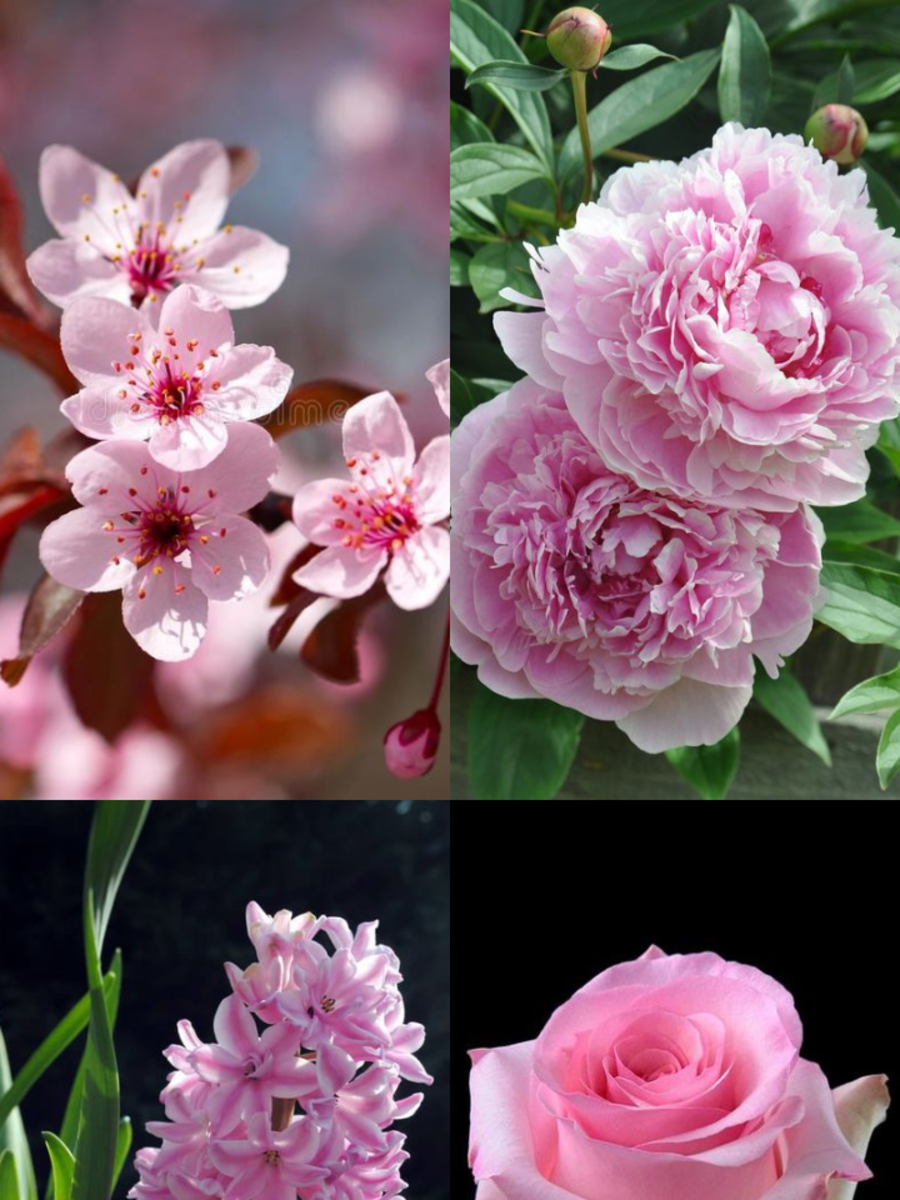 10 Flowers That Represent Sweetness | Times Now