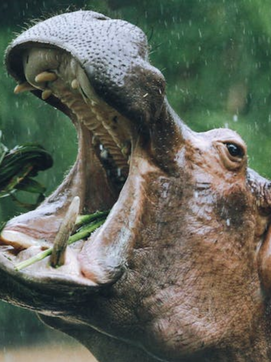 Most Aggressive Animals | Times Now