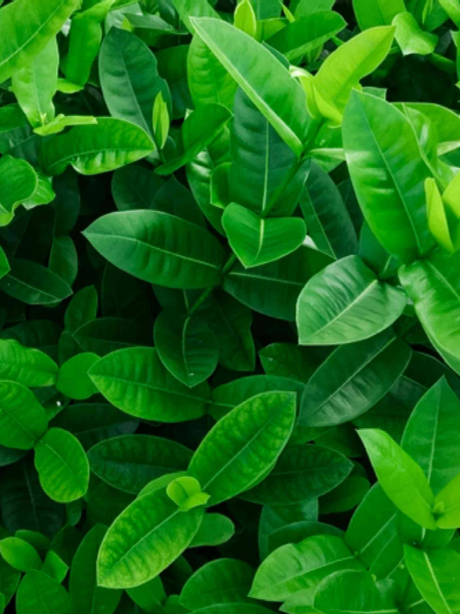 The 5 Deadliest Trees and Plants in the World | Times Now