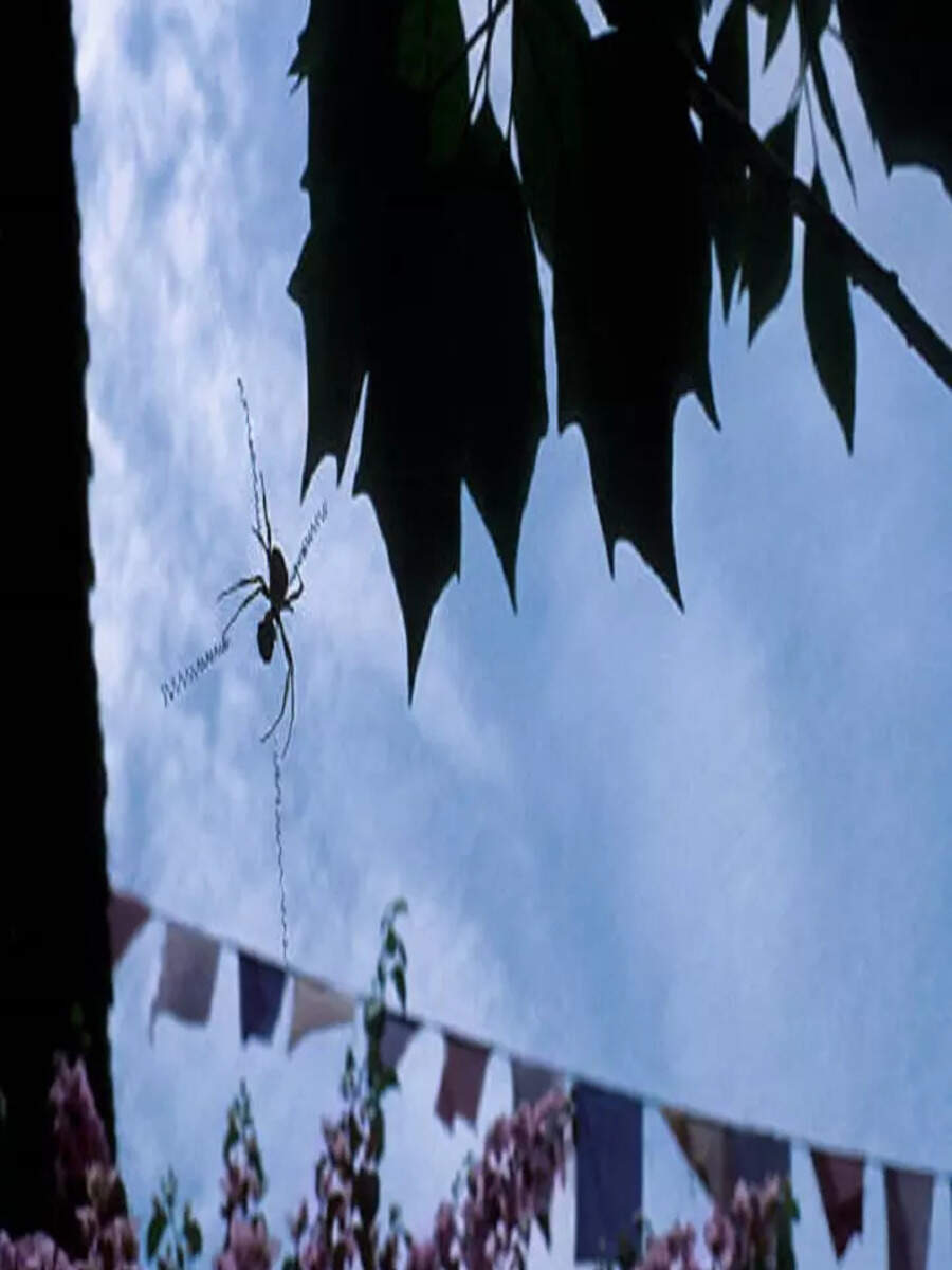 What Could Seeing a Spider in Your Dreams Mean, Find Out | Times Now