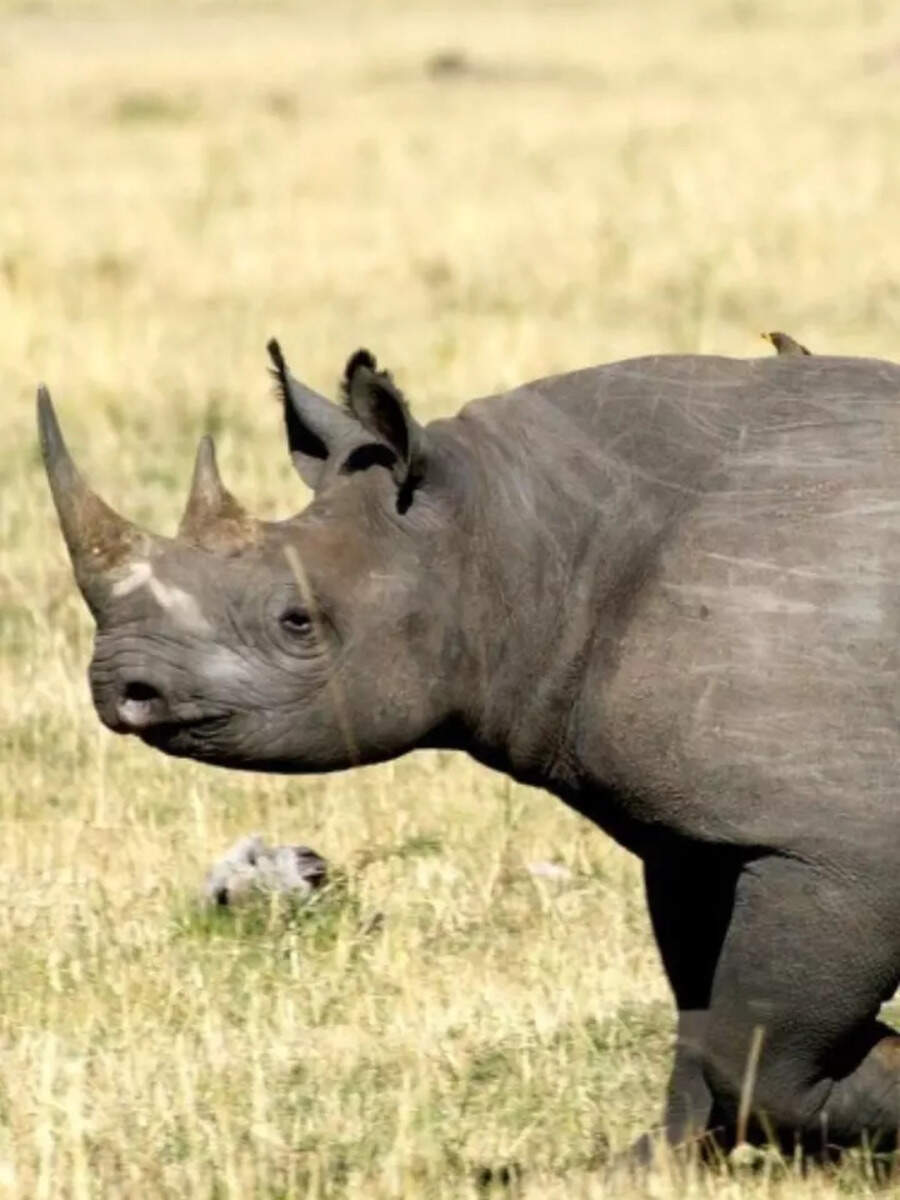 5 Animals Driven to Extinction by Human Activity | Times Now