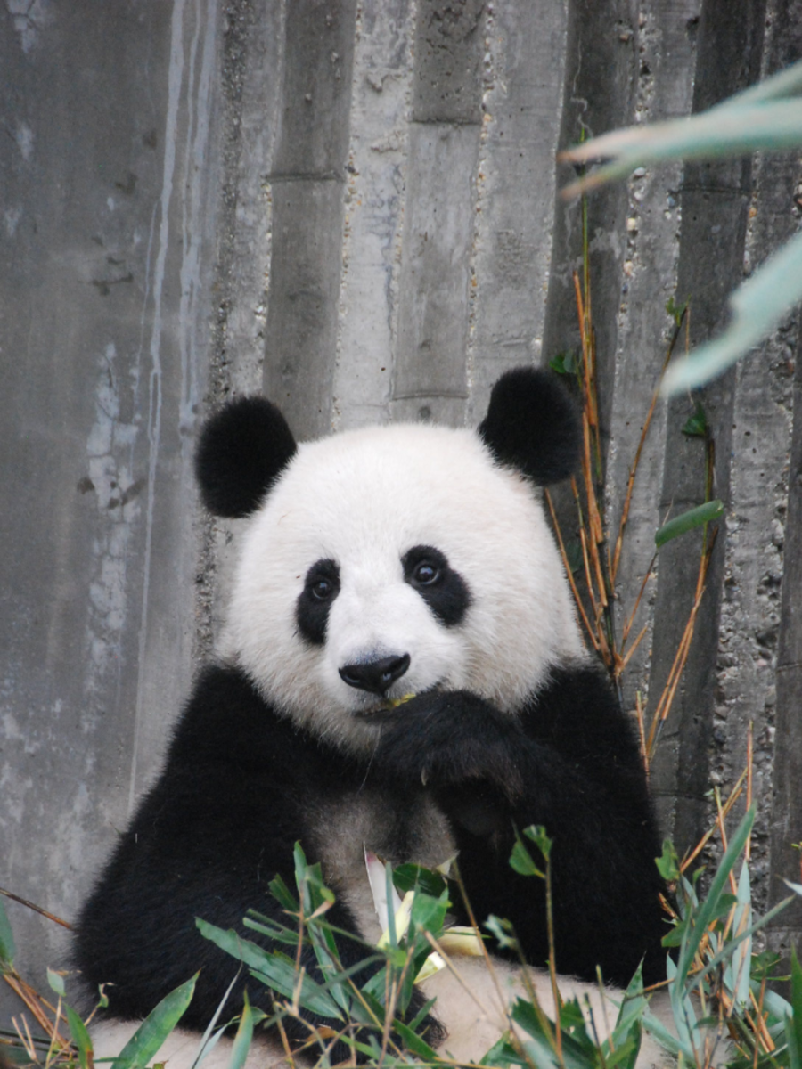 7 Animals That Thrive Without Sleep | Times Now