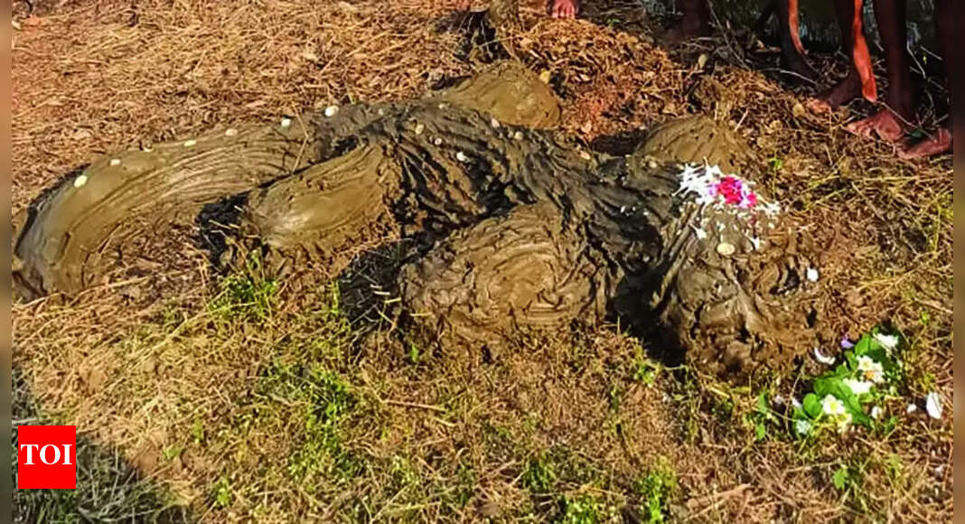 Worshipping the Crocodile: An Age-Old Ritual along the Zuari River ...