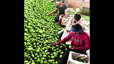 Mango Harvest: Farmers Reap Sweet Returns with Early Mango Harvest in ...