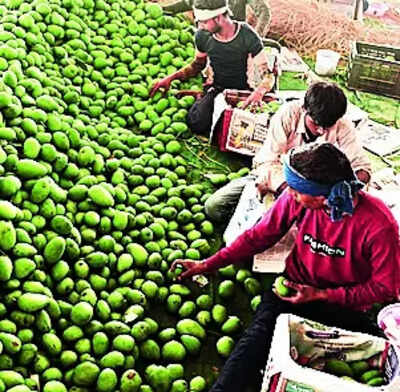 Mango Harvest: Farmers Reap Sweet Returns with Early Mango Harvest in ...