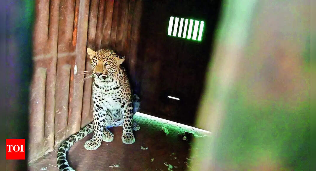 Leopard: 3-yr-old Leopard Rescued In Deolali Camp’s Bhagur Area | Nashik News - Times of India
