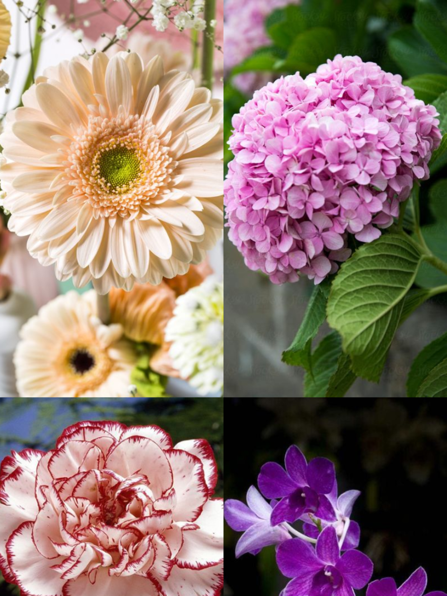 10 Flowers That Represent Romance | Times Now