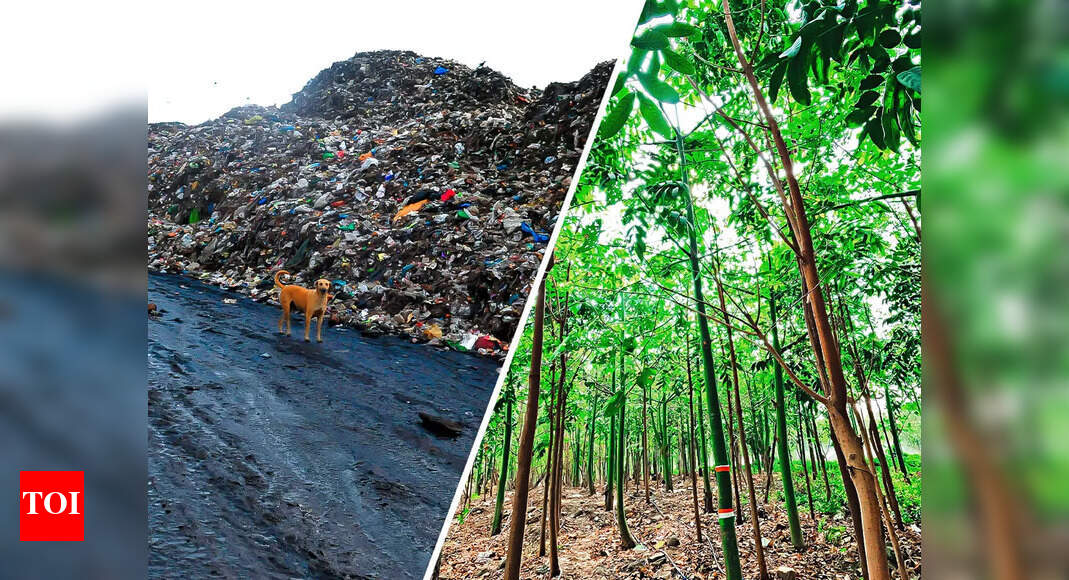 Here is how two garbage dumps were transformed into urban forests in ...