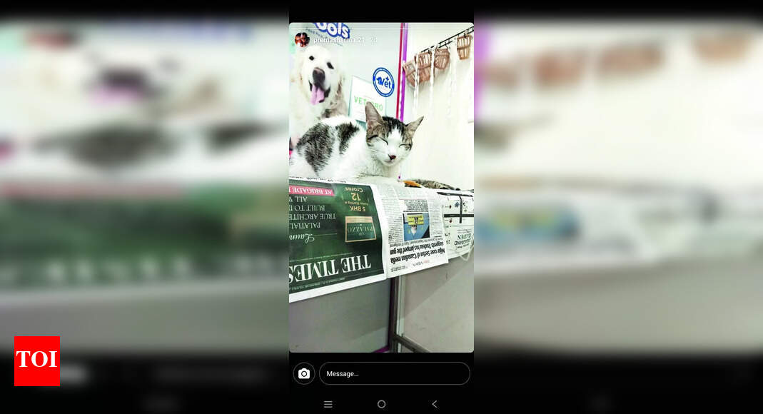 Cats Poisoned To Death: 11 Cats Poisoned to Death in Flat; Neighbour ...