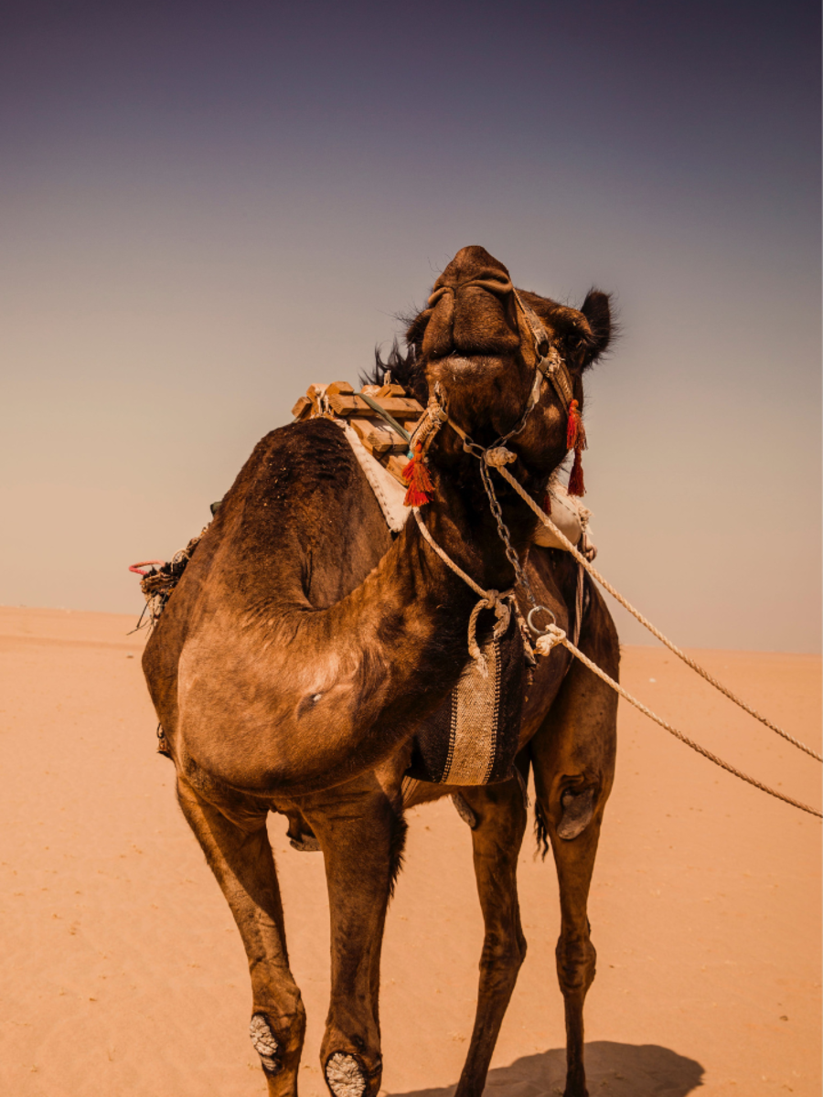 7 Extraordinary Animals That Can Survive in Extreme Heat: Camel, Thorny ...
