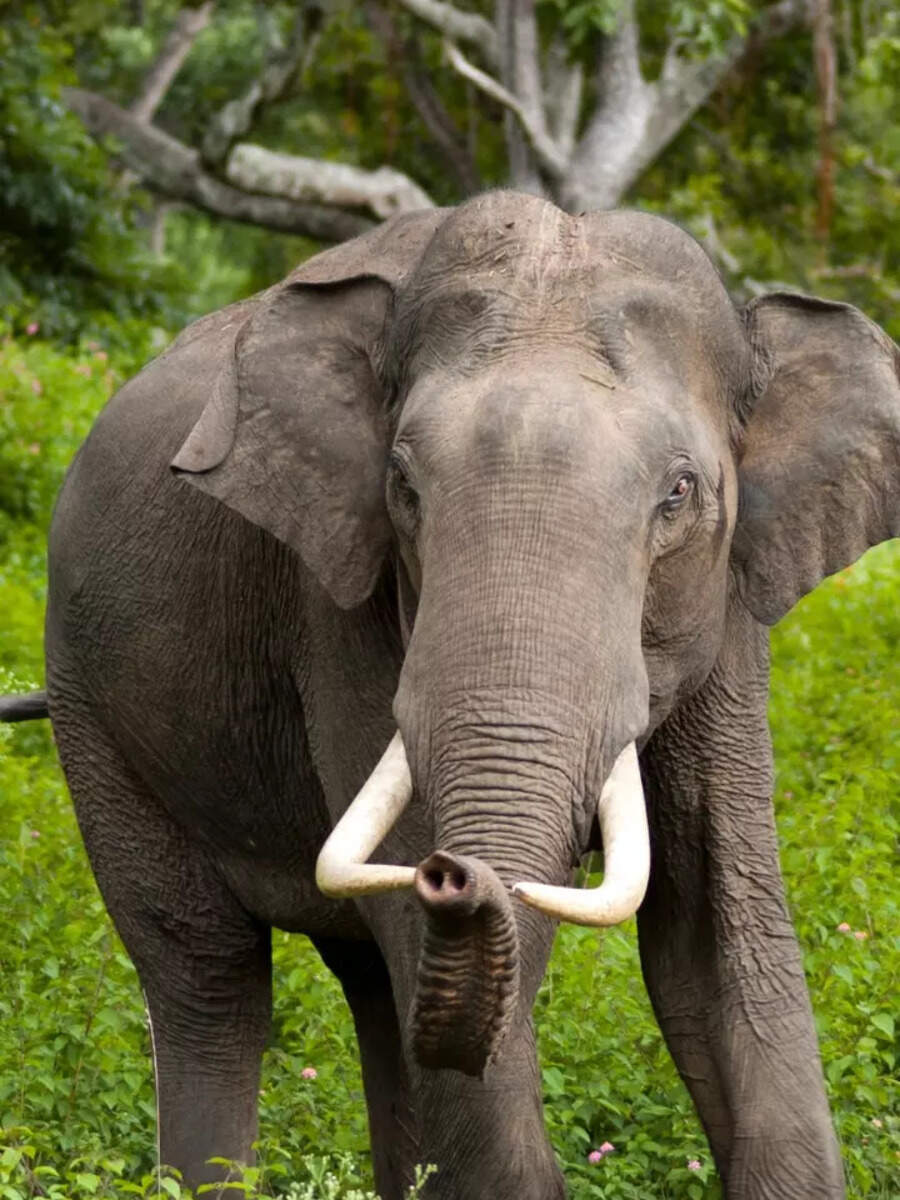 5 Land Animals That Migrate Across India’s International Borders ...