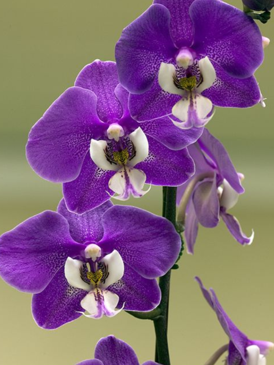 Indoor Plants That Symbolise Love: Lavender, Rose, Orchid, Peace Lily ...