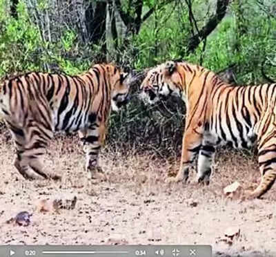 Tigress Injured: Tigress Injured in Fight: Efforts to Save Cubs in ...