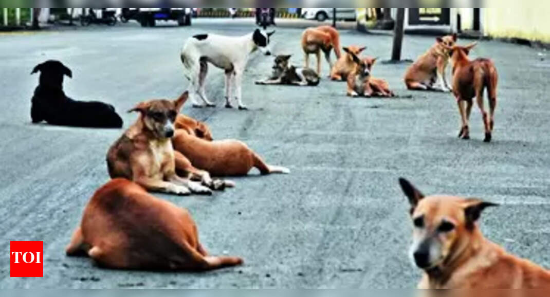 Stray Dog-Bite Cases: Increasing Stray Dog-Bite Cases Pose Massive ...