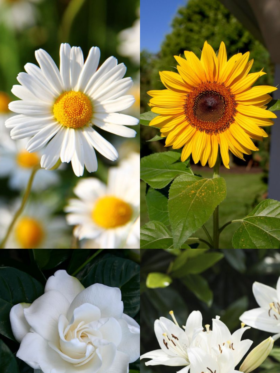 10 Flowers That Represent Devotion | Times Now