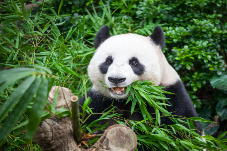 Top 10 wildlife sanctuaries dedicated to saving endangered species ...