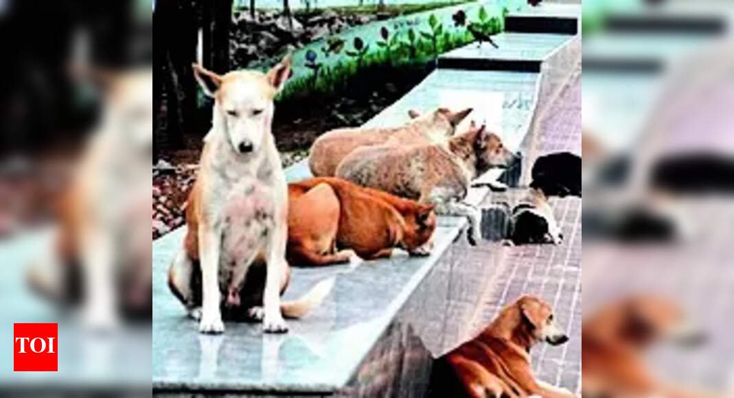 Stray Dogs: Man dies a month after attack by stray dogs | Mysuru News ...