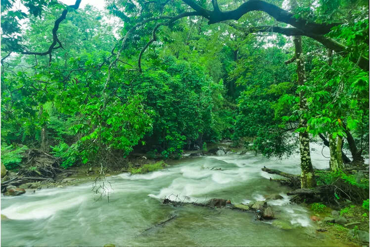 10 Indian states with the largest forest cover | Times of India Travel