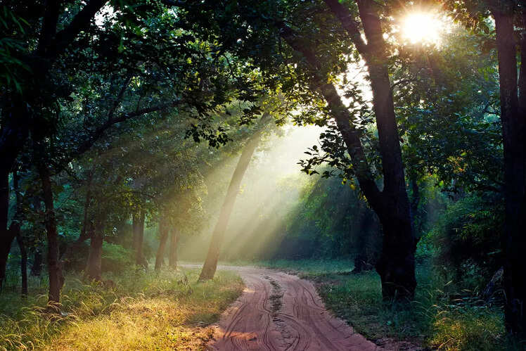 10 Indian states with the largest forest cover | Times of India Travel